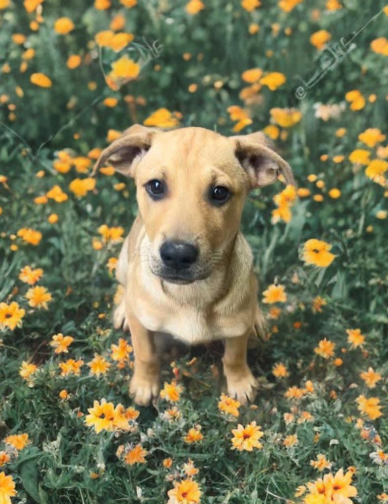 Dog for adoption - Wednesday, a Mixed Breed in Aurora, CO | Petfinder