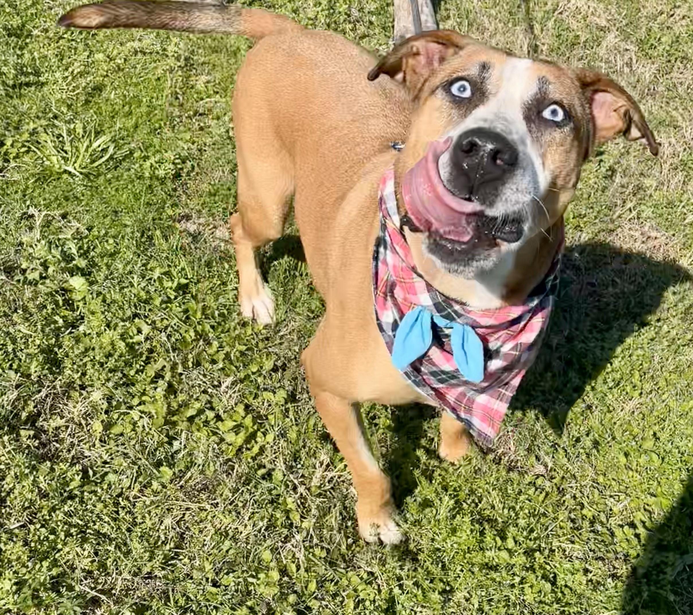 Dog for adoption - Yuuki Asuna, a Pit Bull Terrier in Bensalem , PA ...