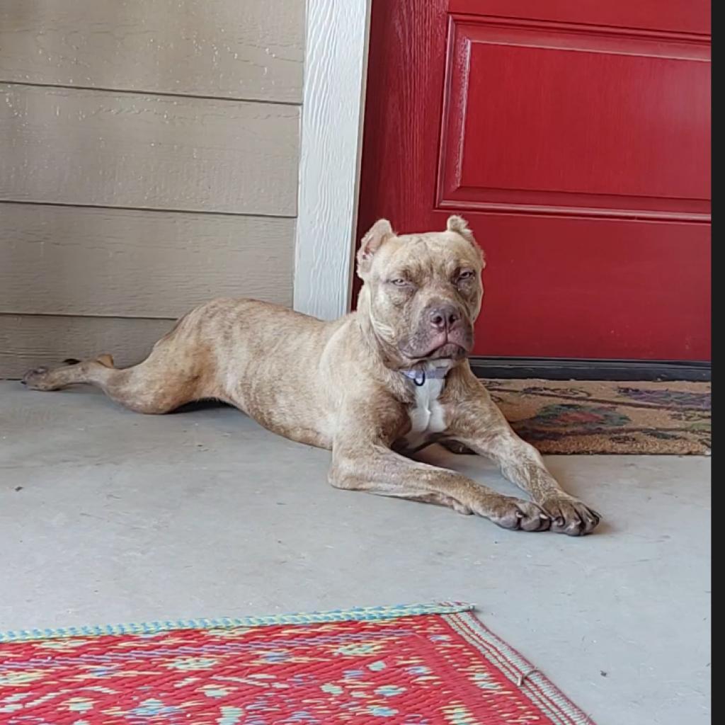 Dog for adoption - Ginger, a Terrier Mix in Chattanooga, TN | Petfinder