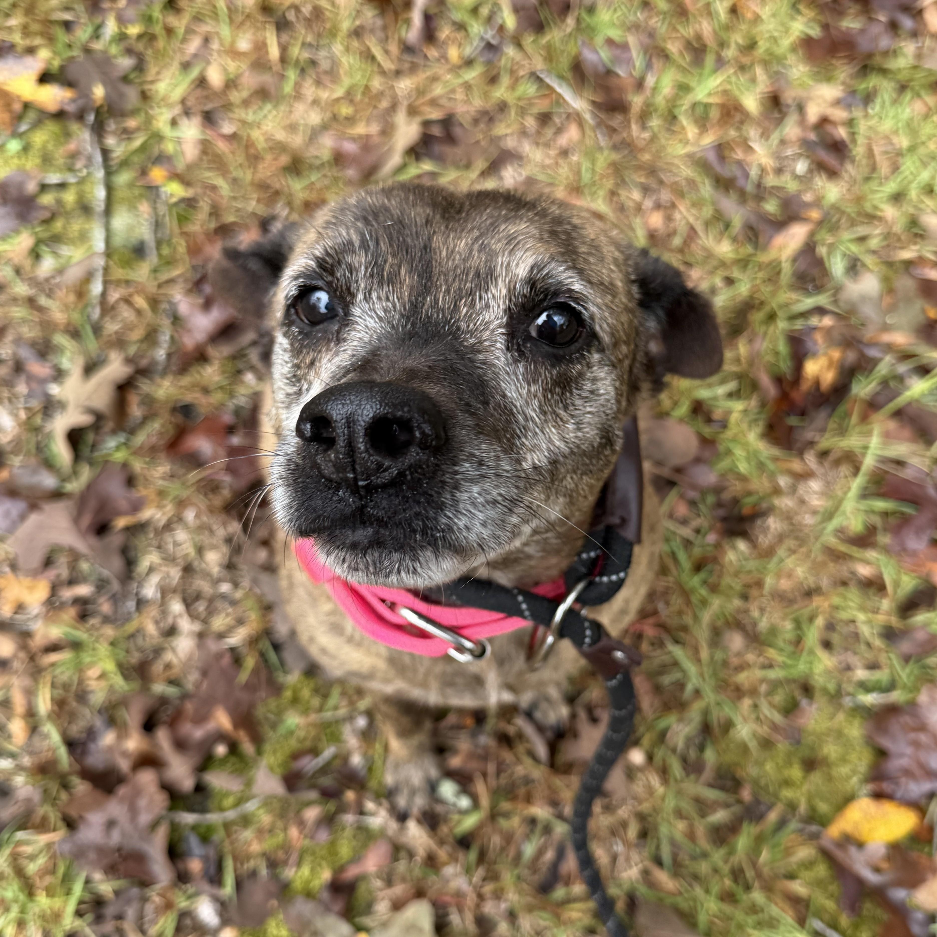 Dog for adoption - Lemon, a Mixed Breed in West Chester, PA | Petfinder