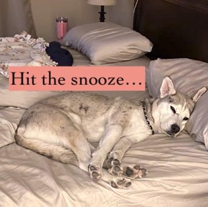 Dog for adoption - Ace, a Husky Mix in Boise, ID | Petfinder