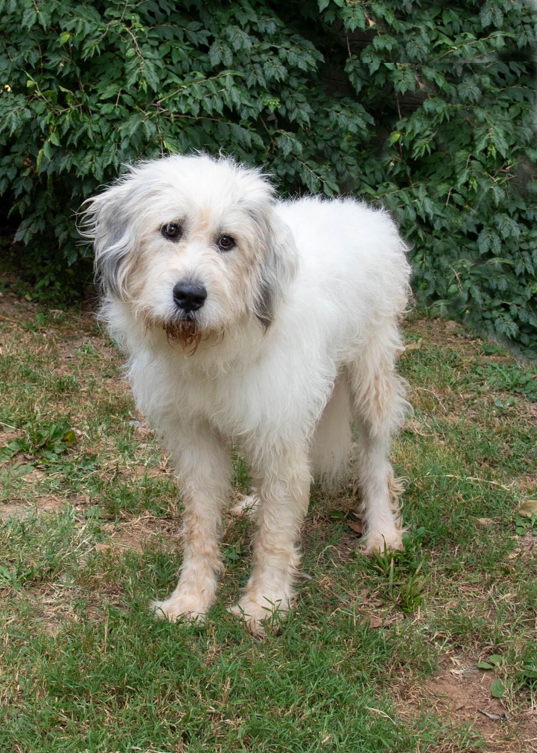 Dog for adoption - Diego, a Goldendoodle & Great Pyrenees Mix in ...