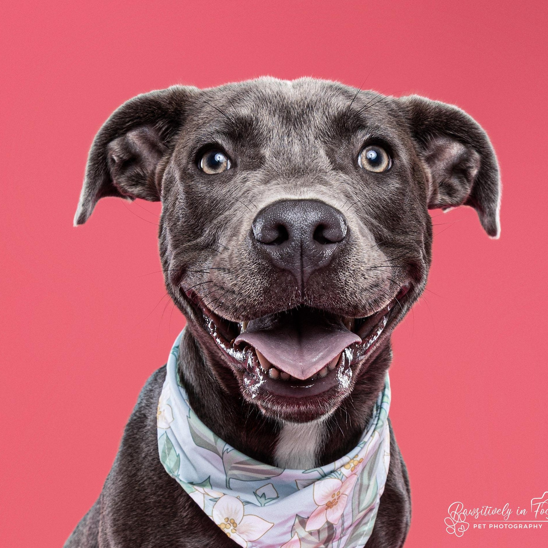Dog for adoption - Luma, a Pit Bull Terrier Mix in Minneapolis, MN ...