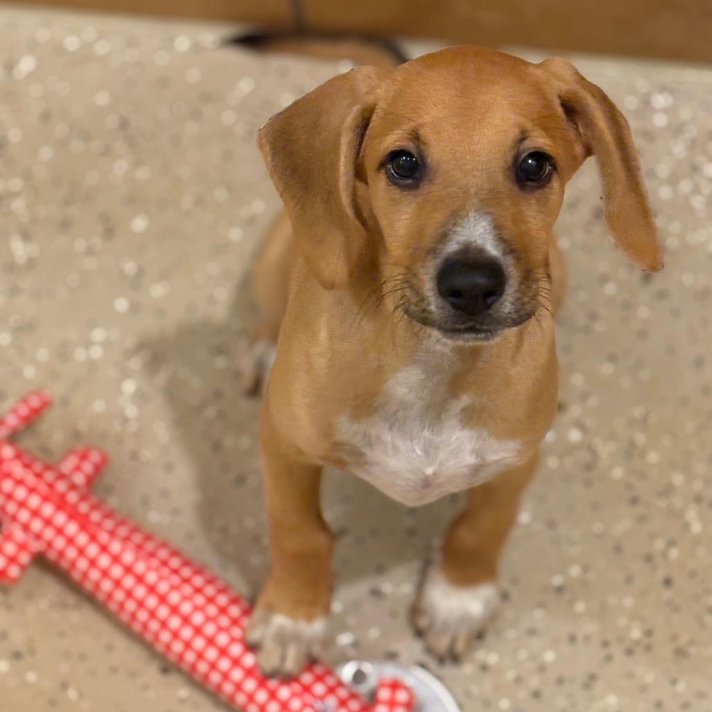 Dog for adoption - Imposter, a Mixed Breed in Fenton, MI | Petfinder