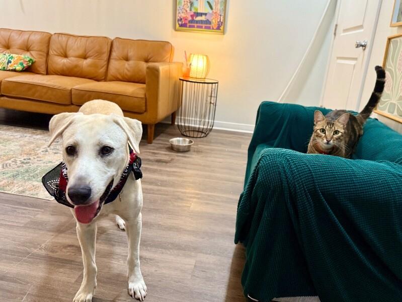 Dog for adoption - Bellatrix Greeter Welcomes all with a wag, a ...