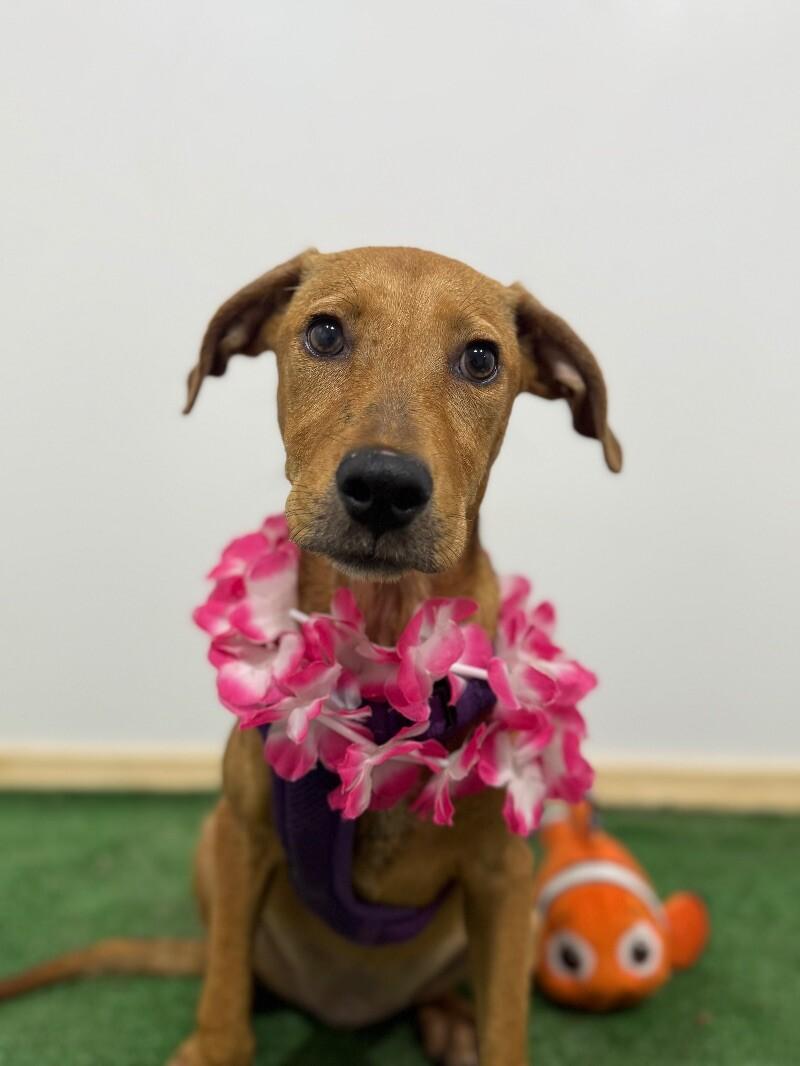 Dog for adoption - Zira, a Labrador Retriever Mix in Whittier, CA ...