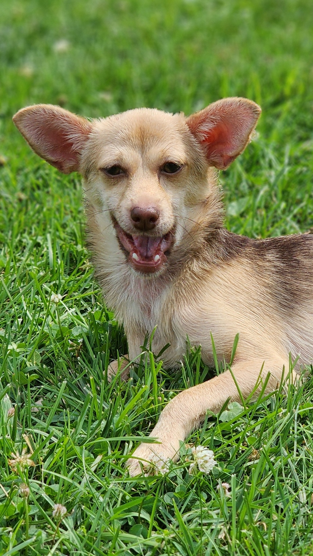 Dog for adoption - Churro, a Chihuahua Mix in Sterling Heights, MI ...