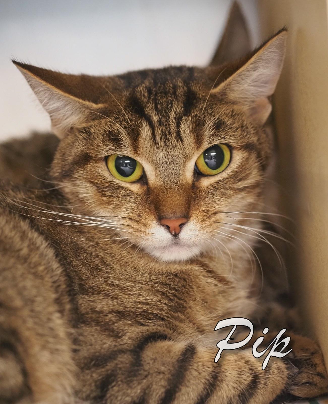 Cat for adoption - Pip, a Domestic Short Hair in Cape May Court House ...