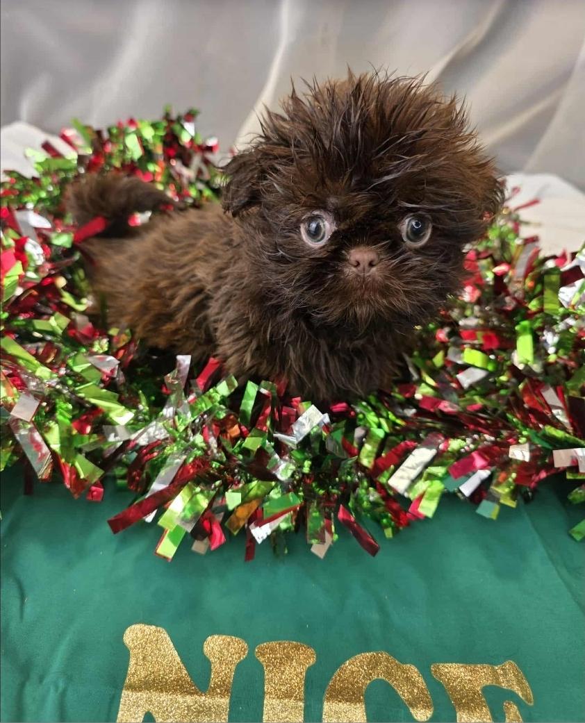 Dog Adopted - Chrissy an Shih Tzu Dog in Hartford, CT | Petfinder