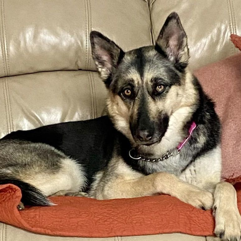 Adoptable Dogs – Journey Home German Shepherd Dog Rescue