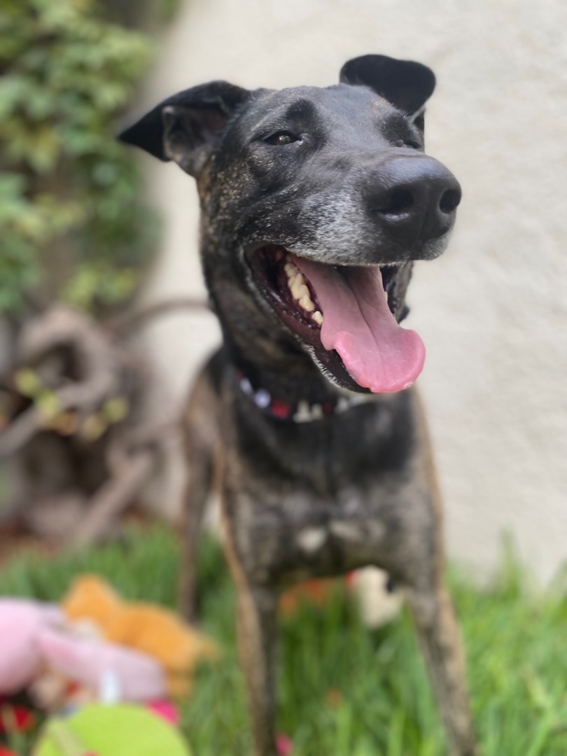 Dog for adoption - Romeo , a German Shepherd Dog & Labrador Retriever ...