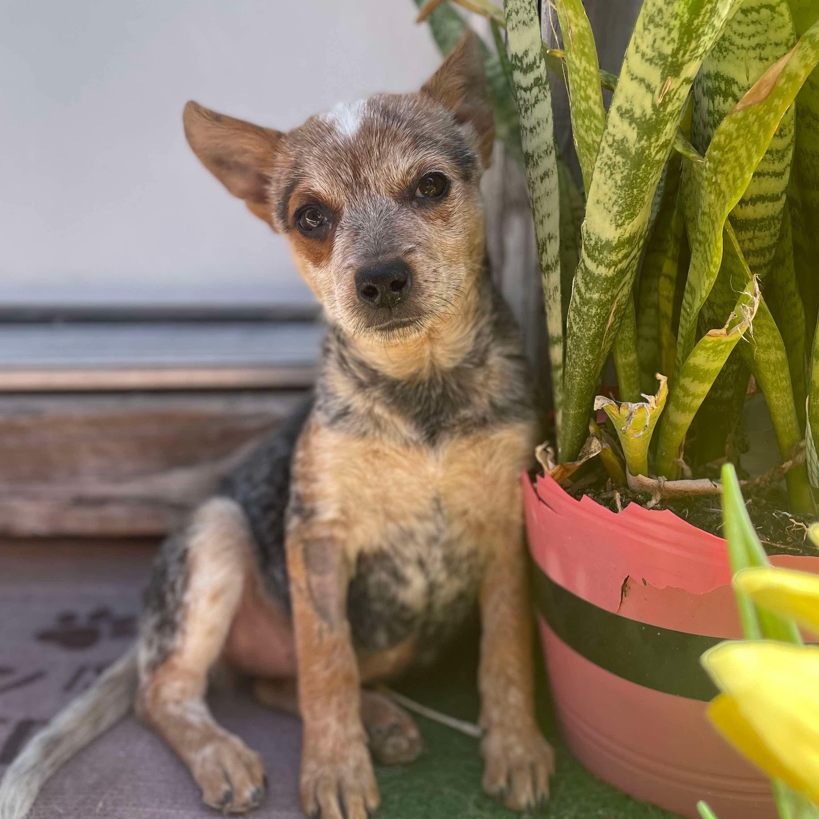 Dog for adoption - Ginny, an Australian Cattle Dog / Blue Heeler Mix in ...