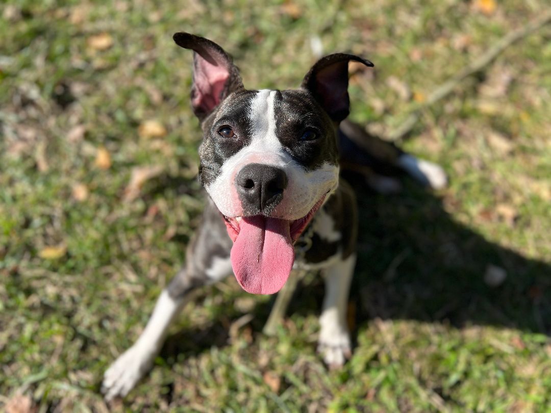 Dog for adoption - Ella (loves people - needs a chance), an American ...