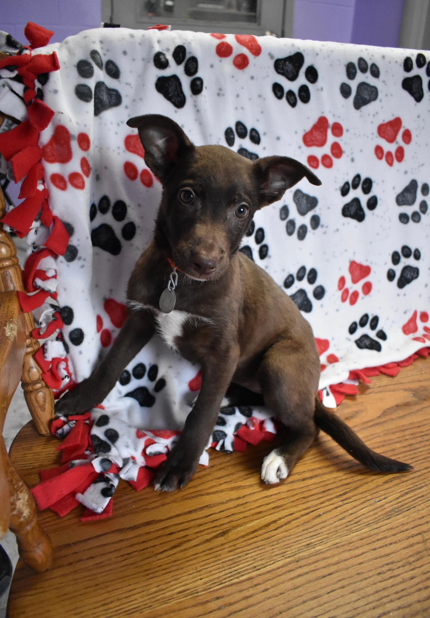 Dog for adoption - Live Wire, an Australian Shepherd & Labrador ...