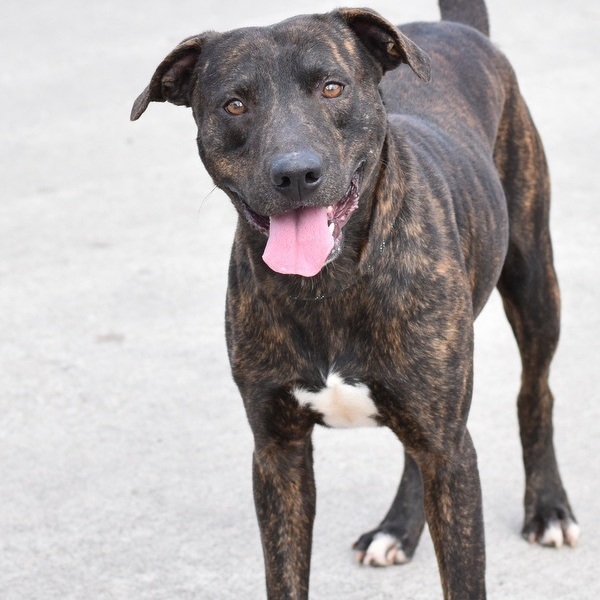 Dog for adoption - Odie, a Plott Hound Mix in Hillsboro , OR | Petfinder