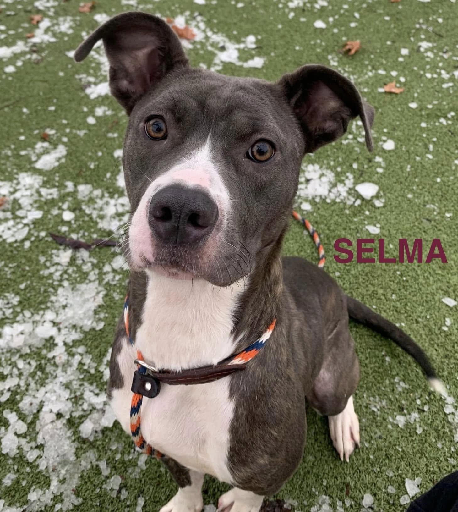 Dog for adoption - Selma, a Mixed Breed in Flint, MI | Petfinder