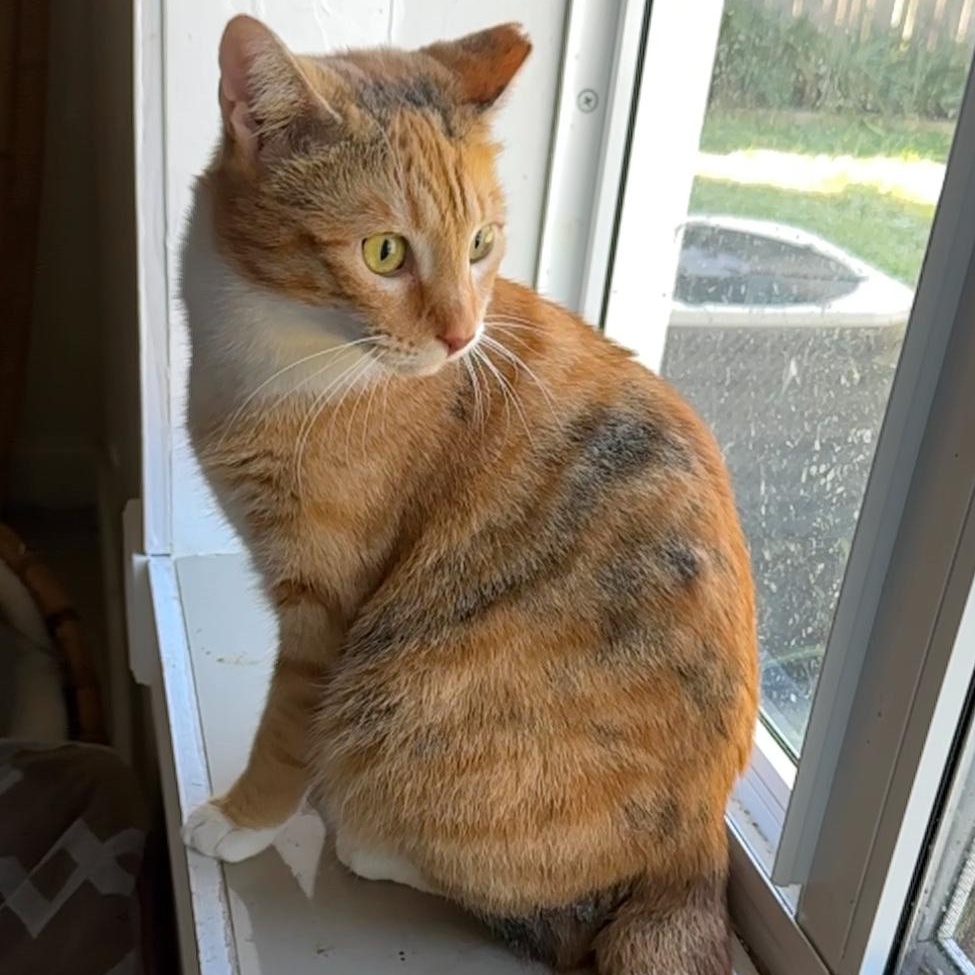 Cat for adoption - Kit, a Calico & Tabby Mix in Norwich, CT | Petfinder
