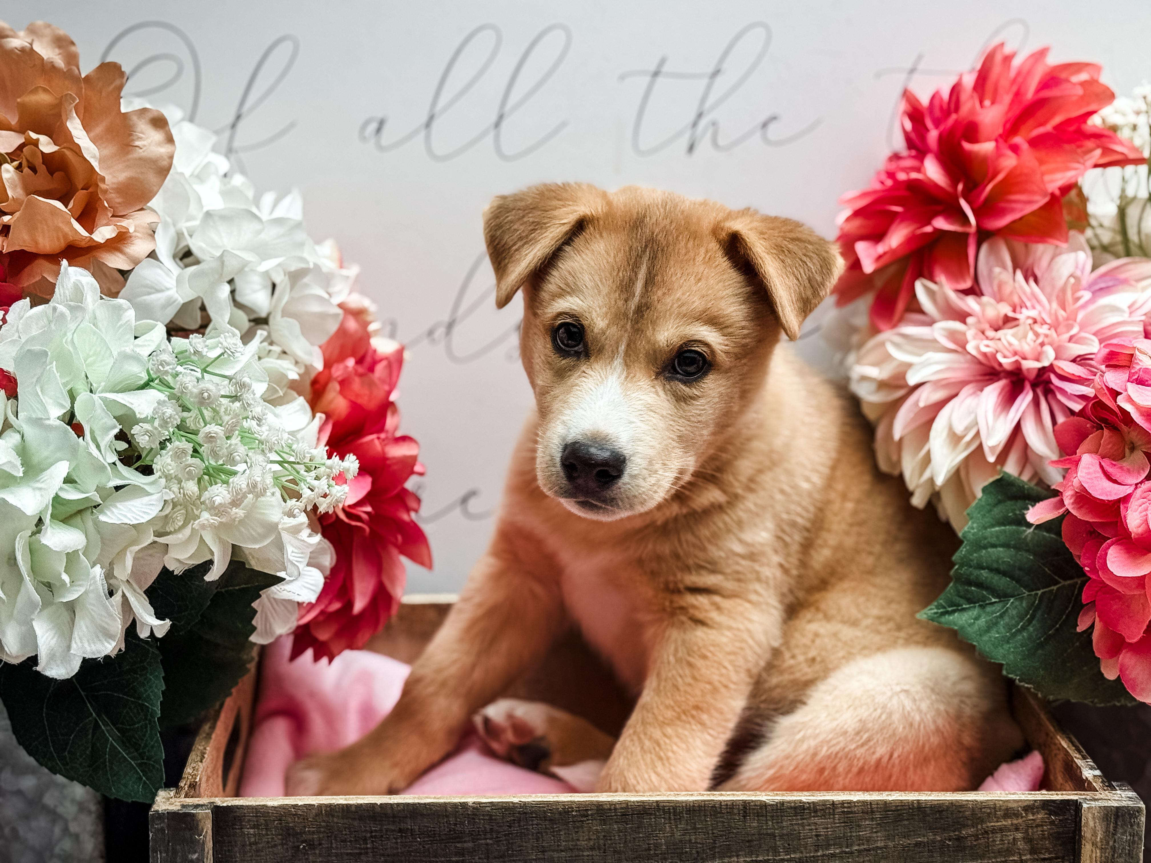 Dog for adoption - Cecil, a German Shepherd Dog & Husky Mix in Newberg ...