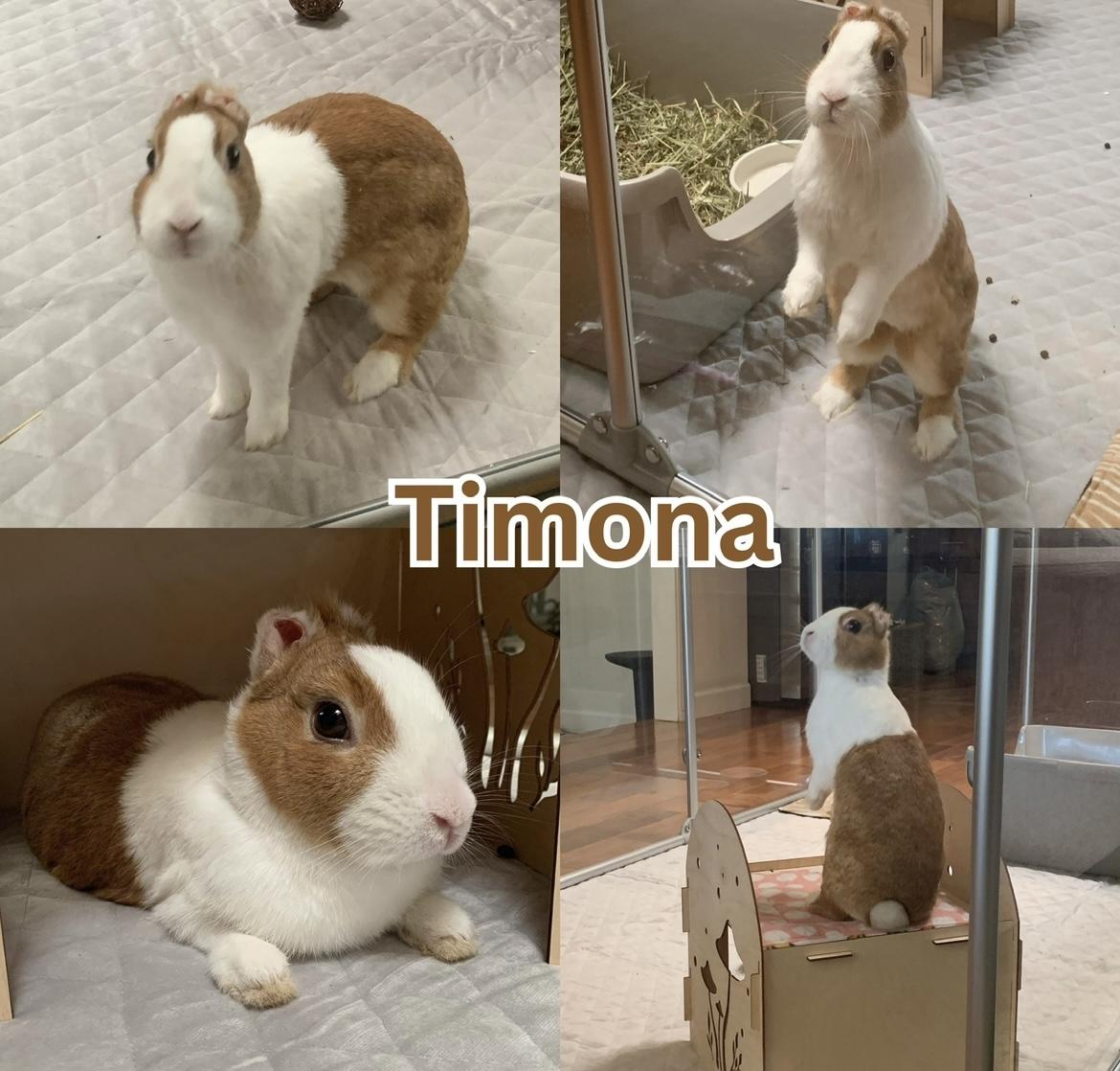 Rabbit for adoption - Timona, a Dutch Mix in Ripon, CA | Petfinder