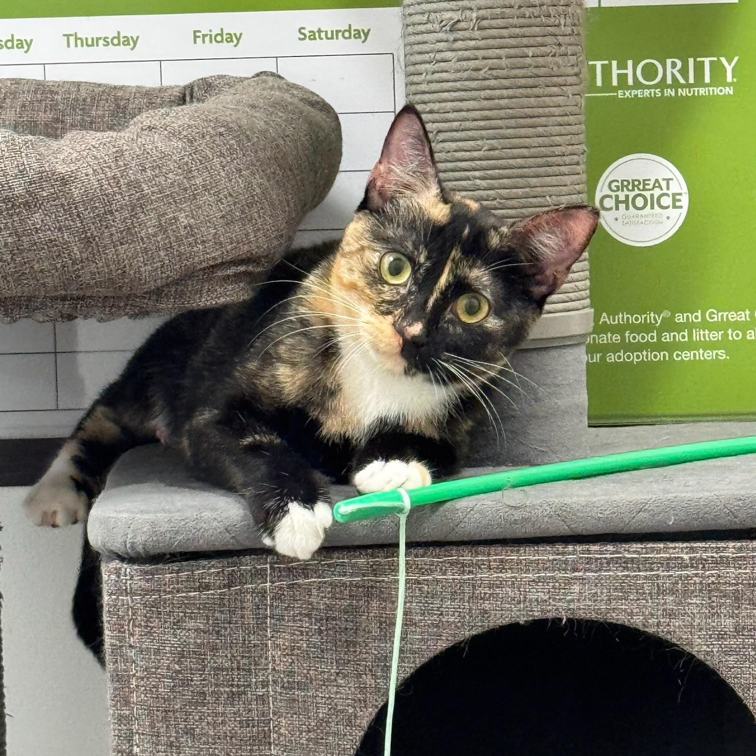 Cat for adoption - Calista, a Domestic Short Hair in Oldsmar, FL ...