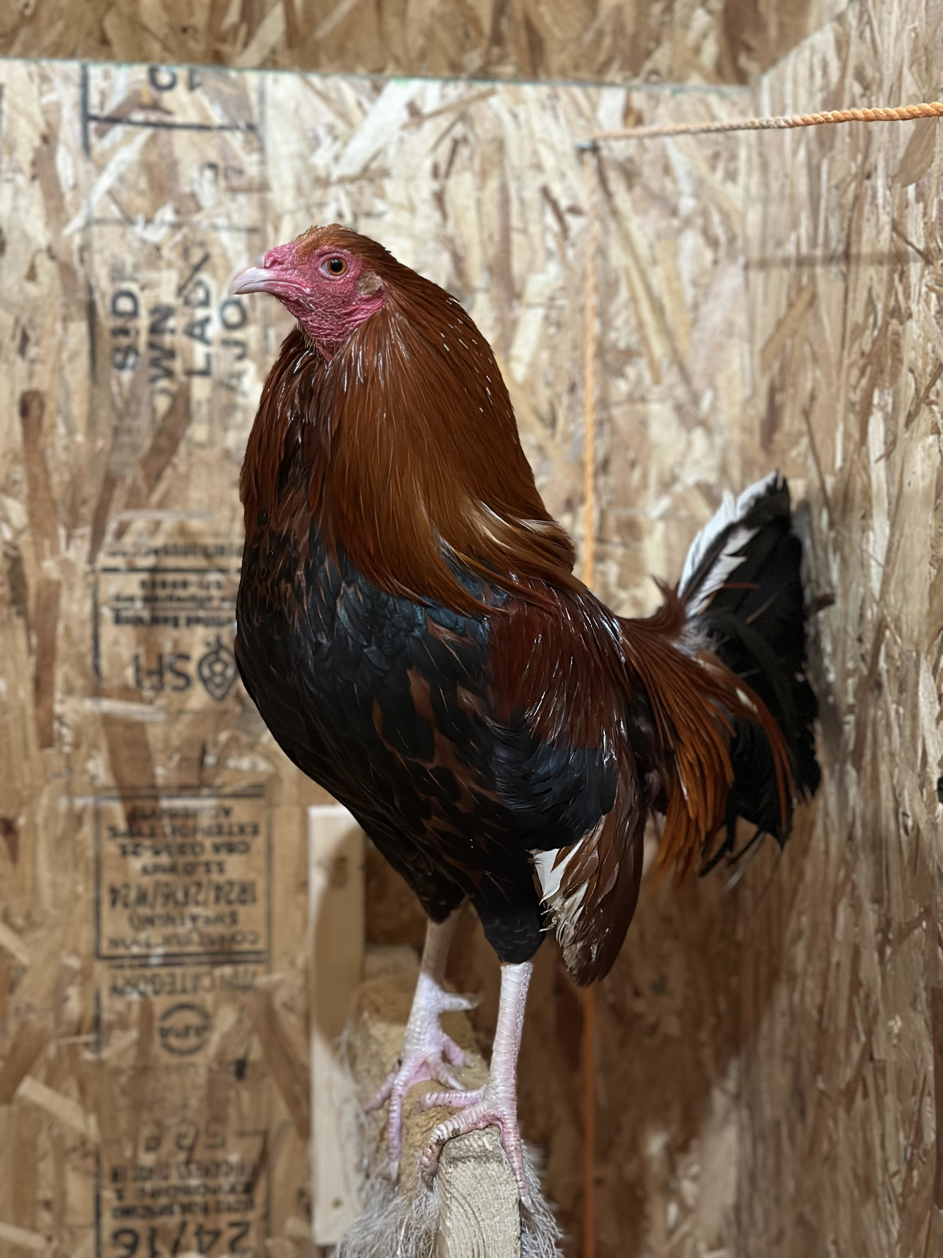 Chicken for adoption - G.I Joe, a Chicken in Ravenna, OH | Petfinder