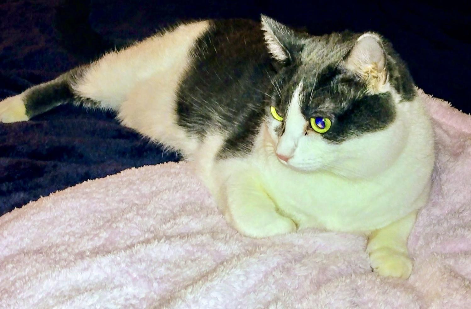 Cat for adoption - Muffy, a Domestic Short Hair in San Juan Capistrano ...