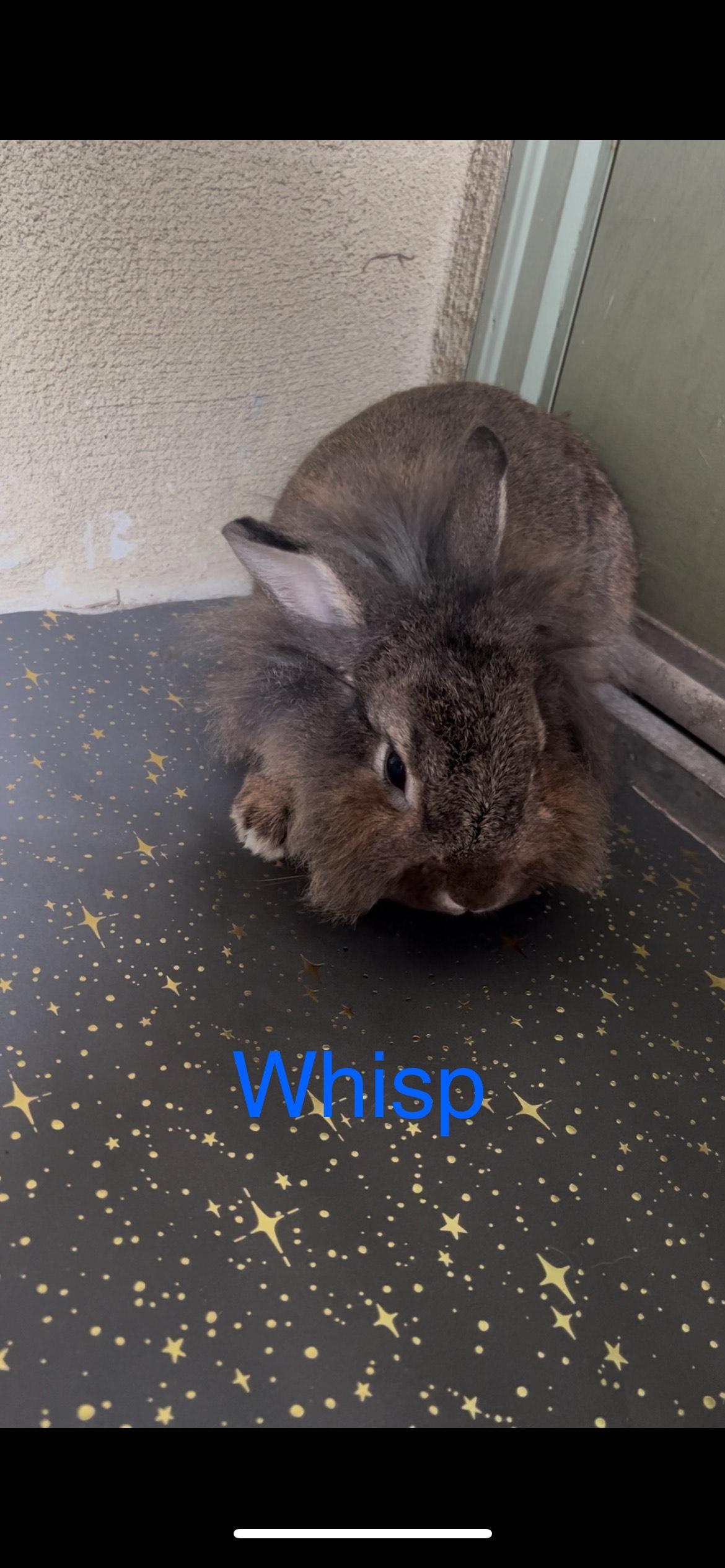 Rabbit for adoption - Whisp, a Lionhead in Modesto, CA | Petfinder