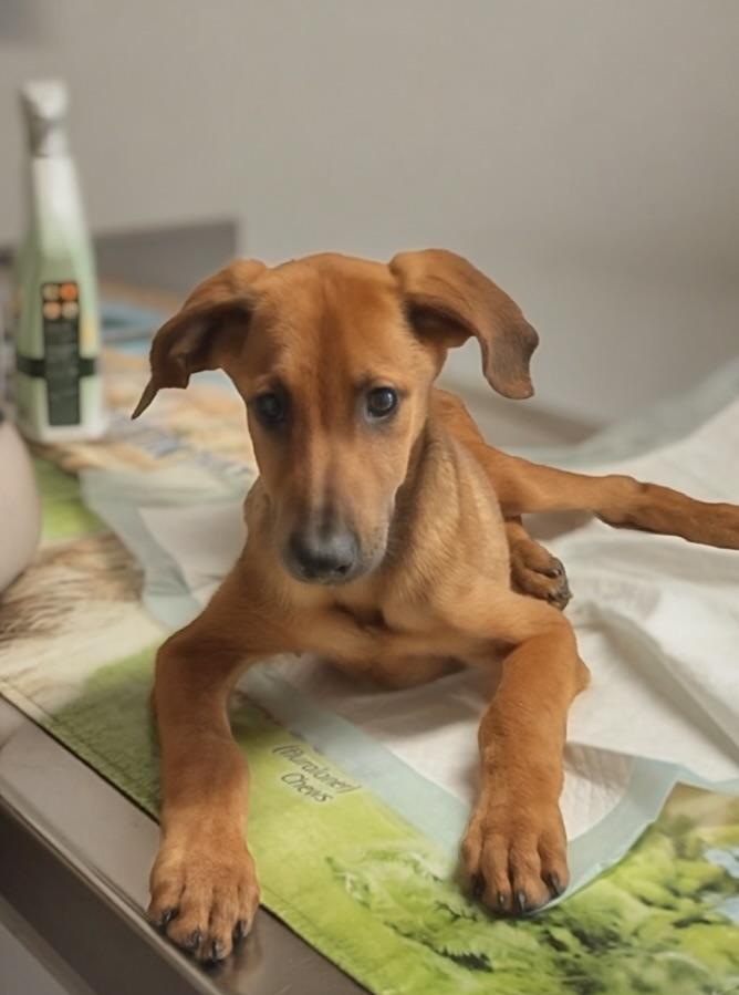 Dog for adoption - Denver, a Labrador Retriever Mix in Wilmington, DE ...