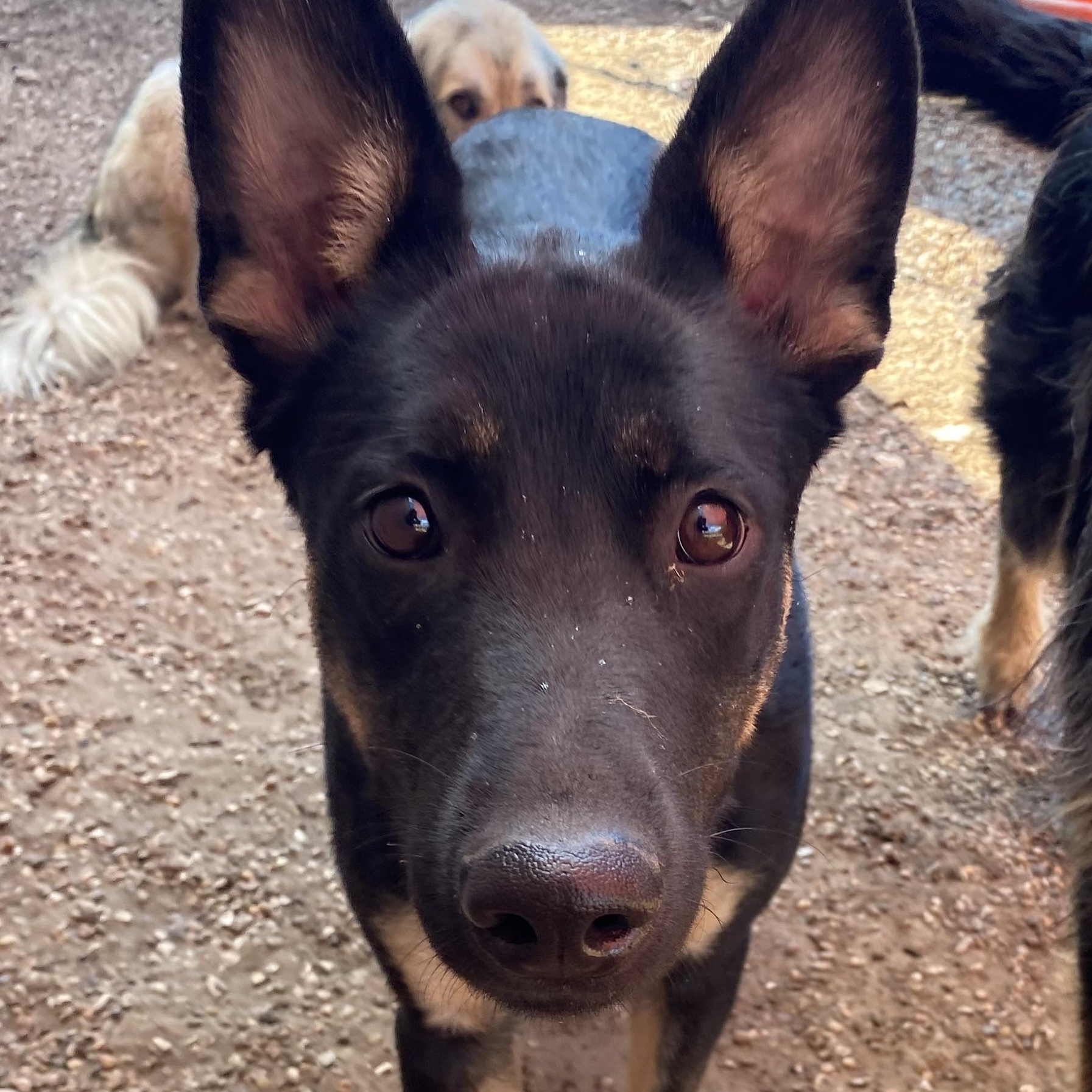 Dog for adoption - Lila, a German Shepherd Dog Mix in Ocean, NJ | Petfinder