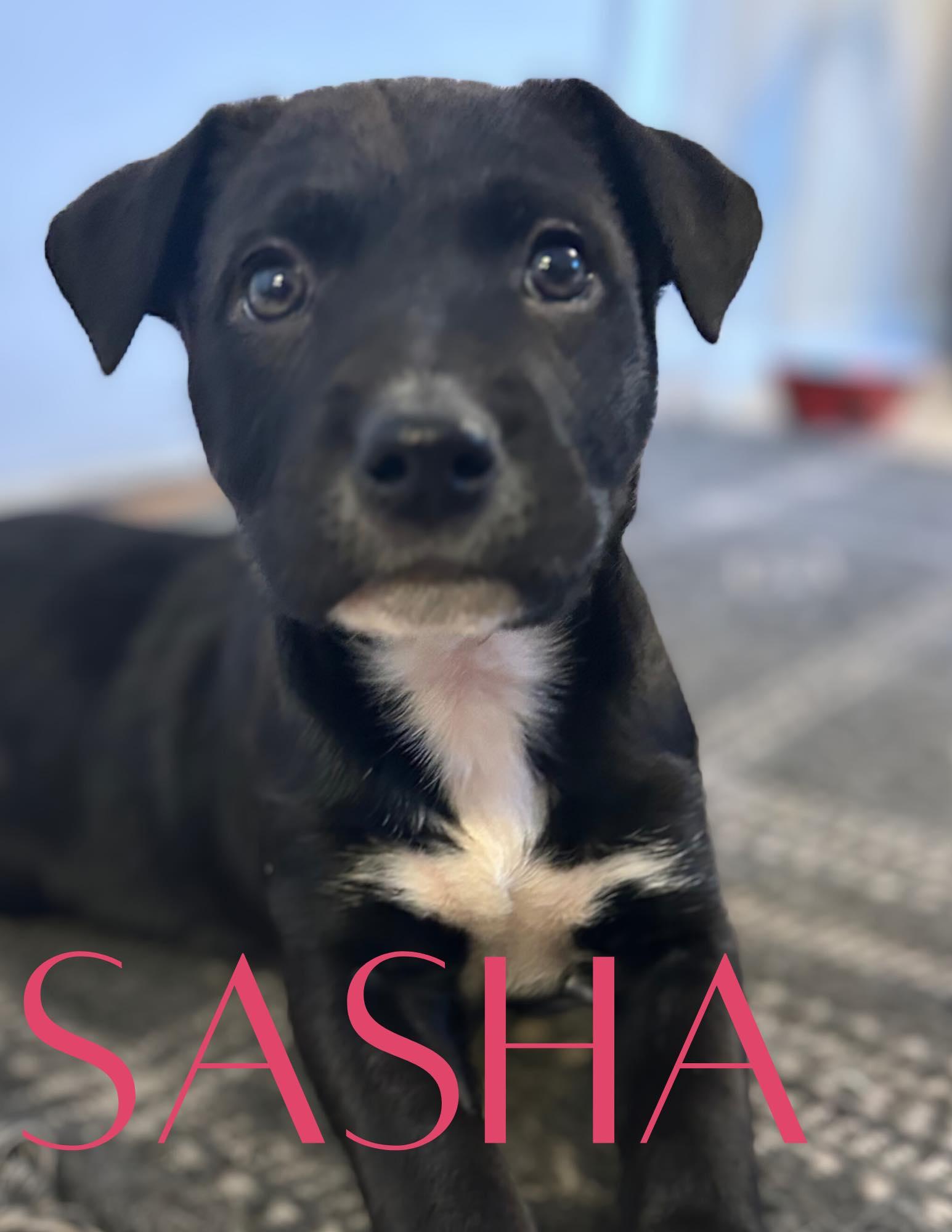 Dog for adoption - Sasha, a Black Labrador Retriever Mix in Shalimar, FL | Petfinder