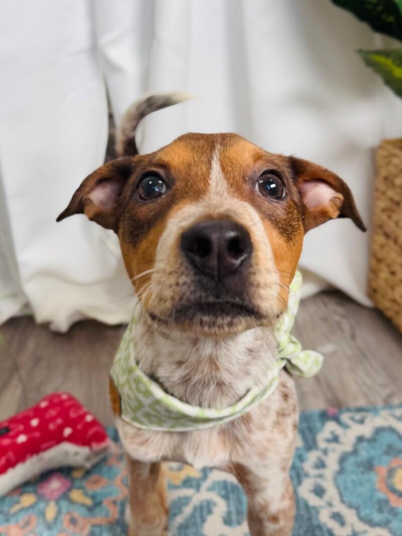 Dog for adoption - Rusty Happy Boy, a Pit Bull Terrier & Lancashire ...