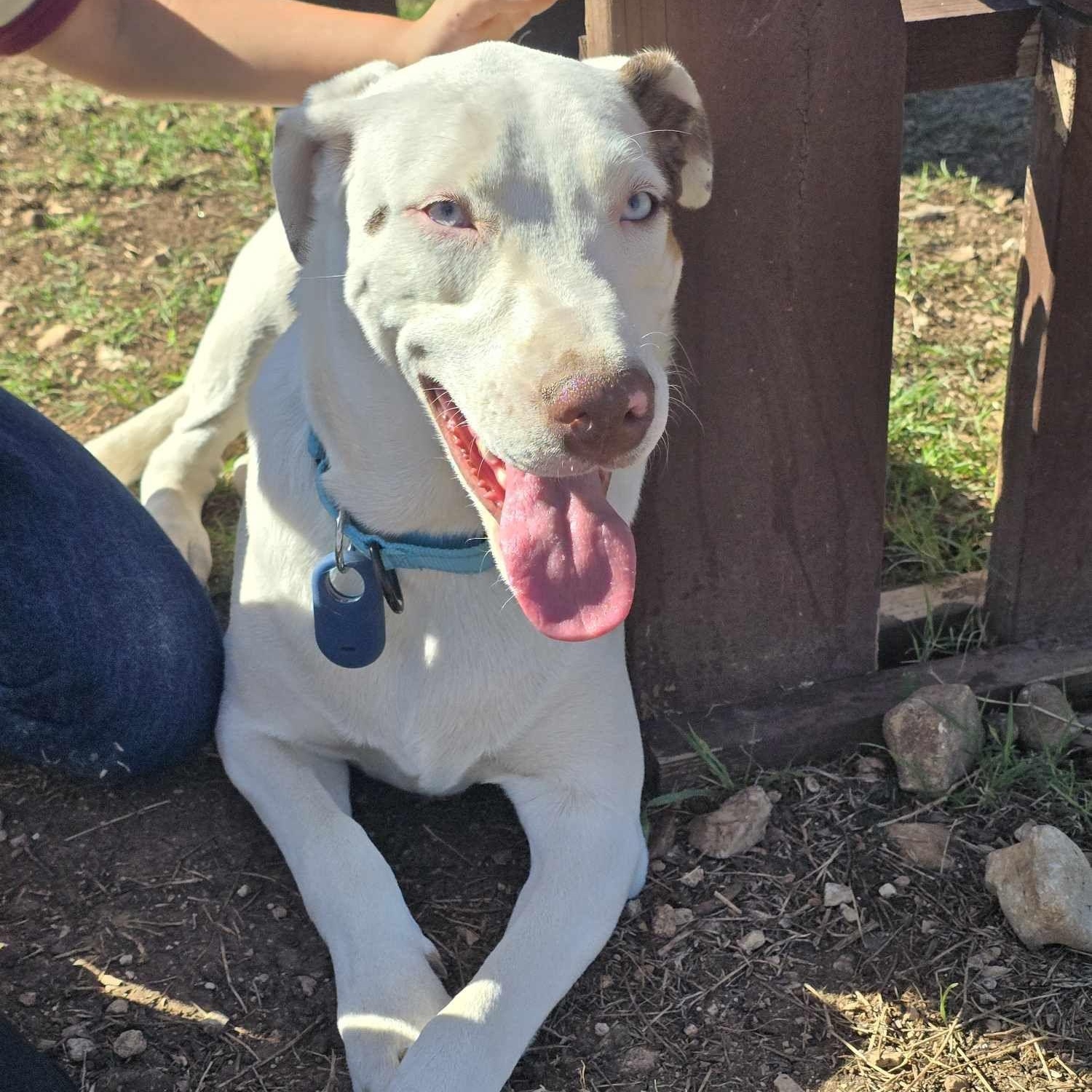 Dog for adoption - Heath, a Catahoula Leopard Dog & Whippet Mix in ...