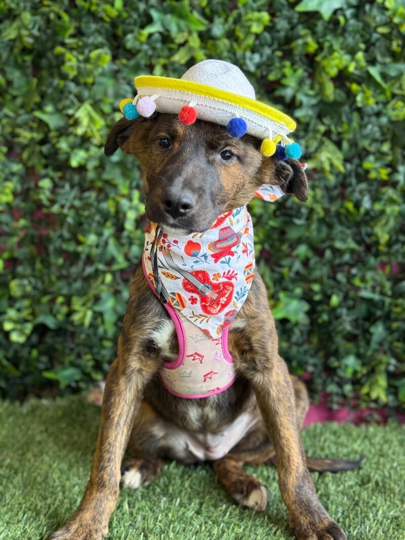 Dog for adoption - Ely, a Mountain Cur & Shepherd Mix in Yuba City, CA | Petfinder