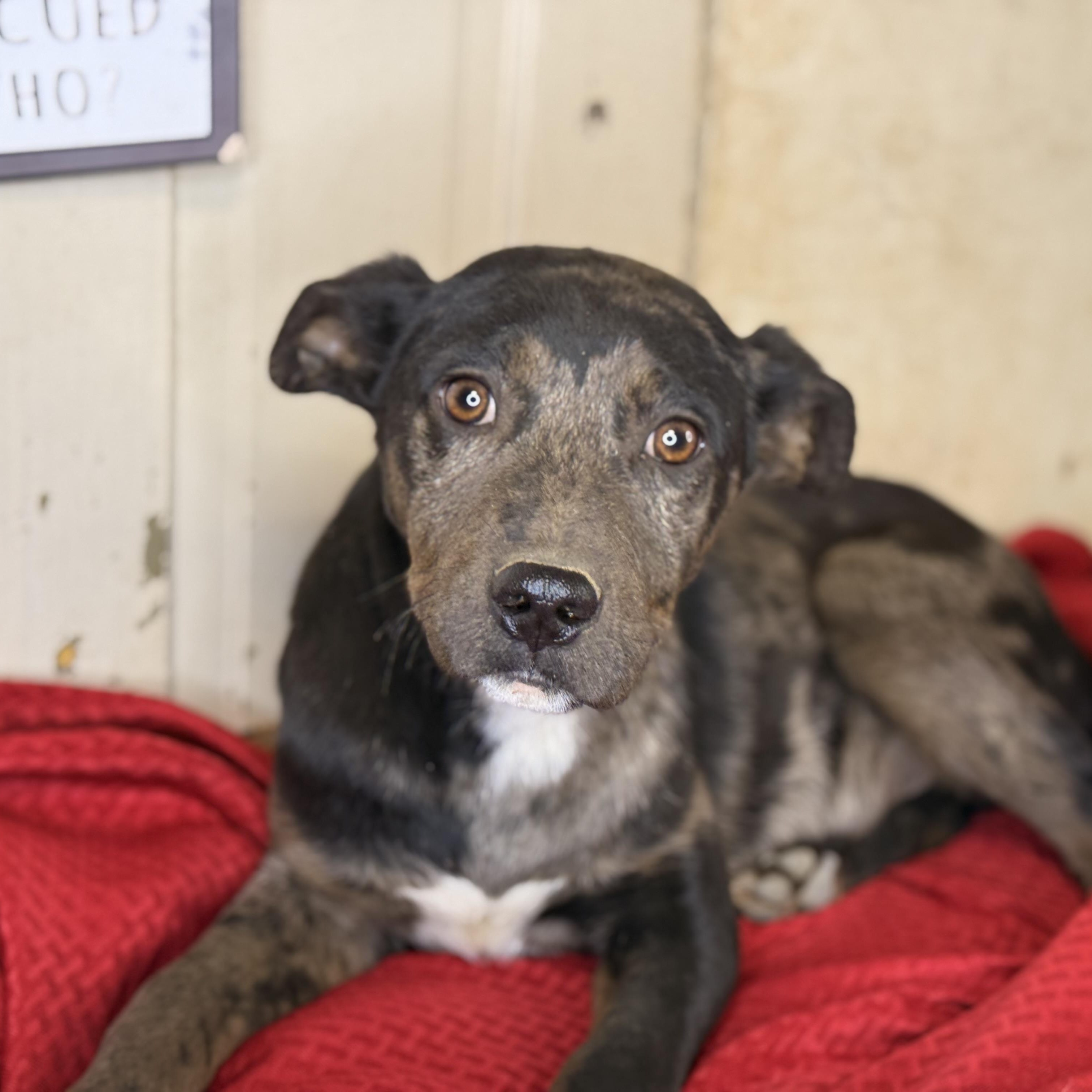 Dog for adoption - Samuel, a Catahoula Leopard Dog & Labrador Retriever ...