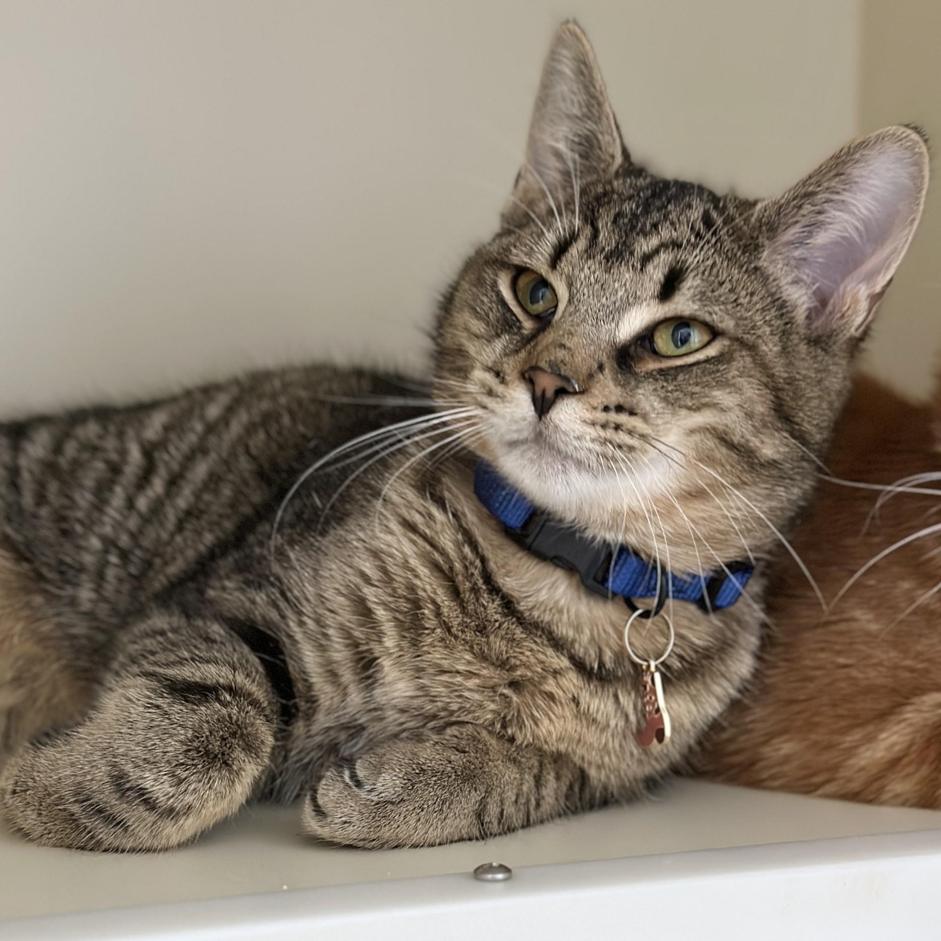 Butch Cassidy - Adoptable Pet | Petfinder | Petfinder