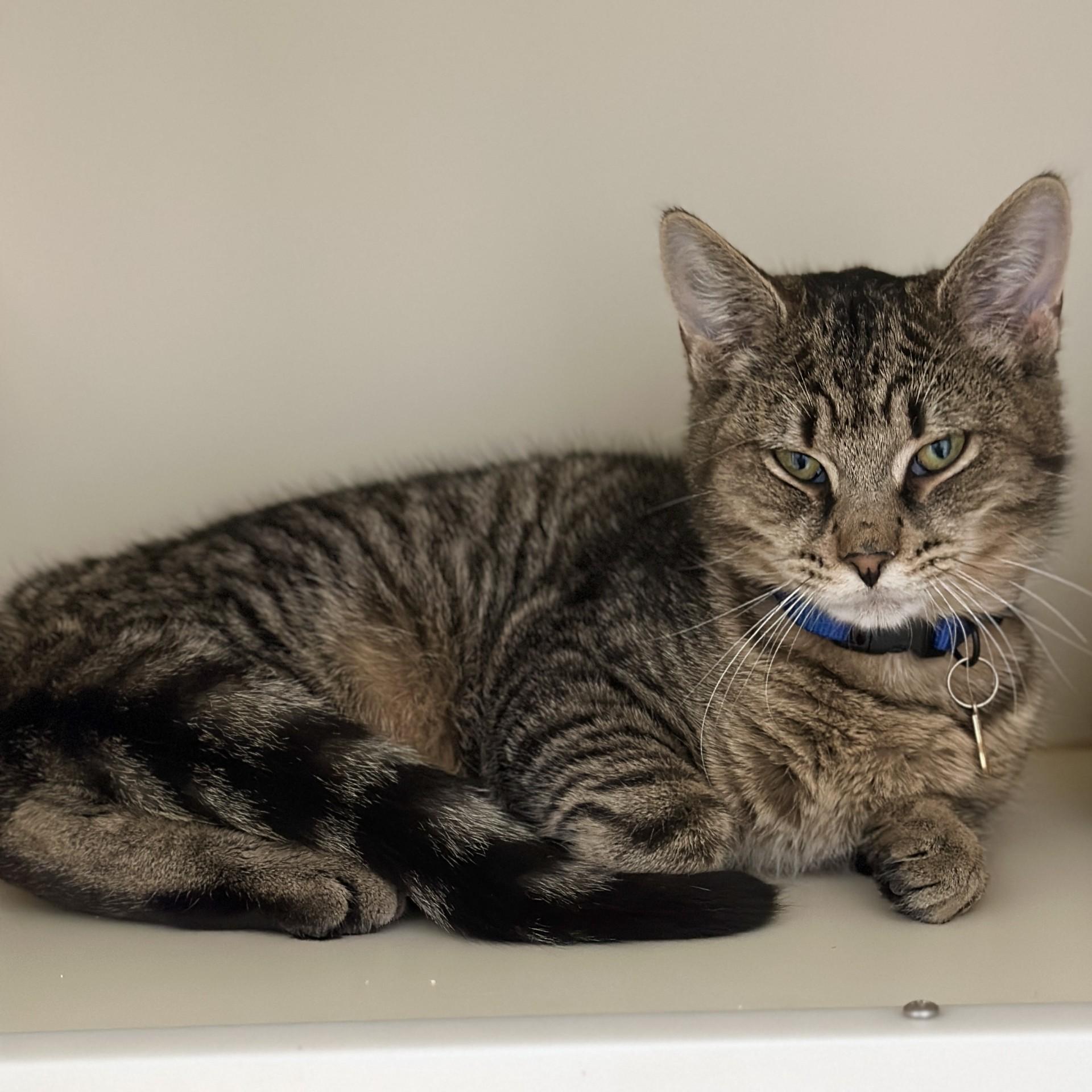 Butch Cassidy - Adoptable Pet | Petfinder | Petfinder