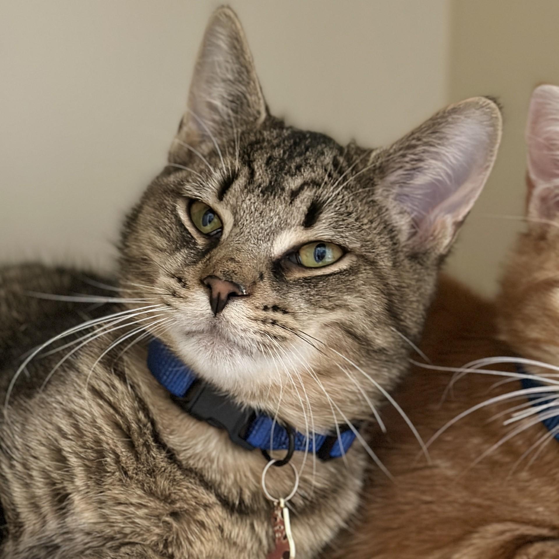 Butch Cassidy - Adoptable Pet | Petfinder | Petfinder
