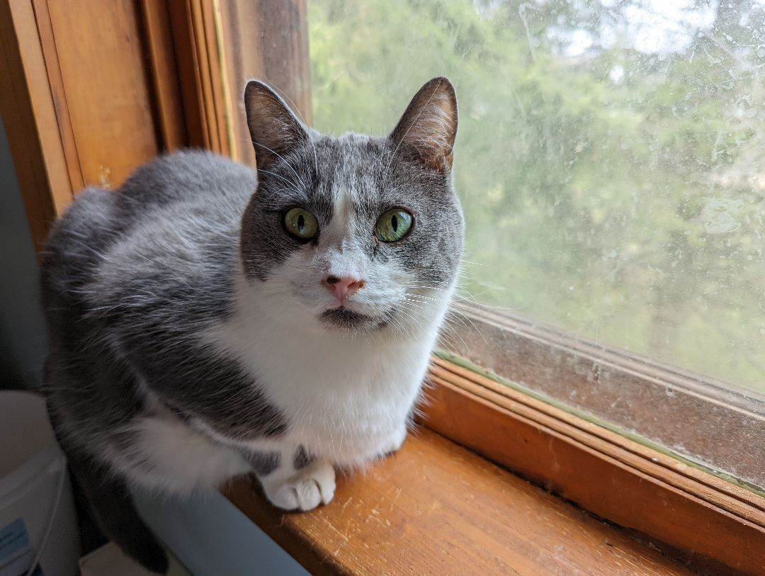 Cat for adoption - Saleb, a Domestic Short Hair in Saint-Bernard-De ...