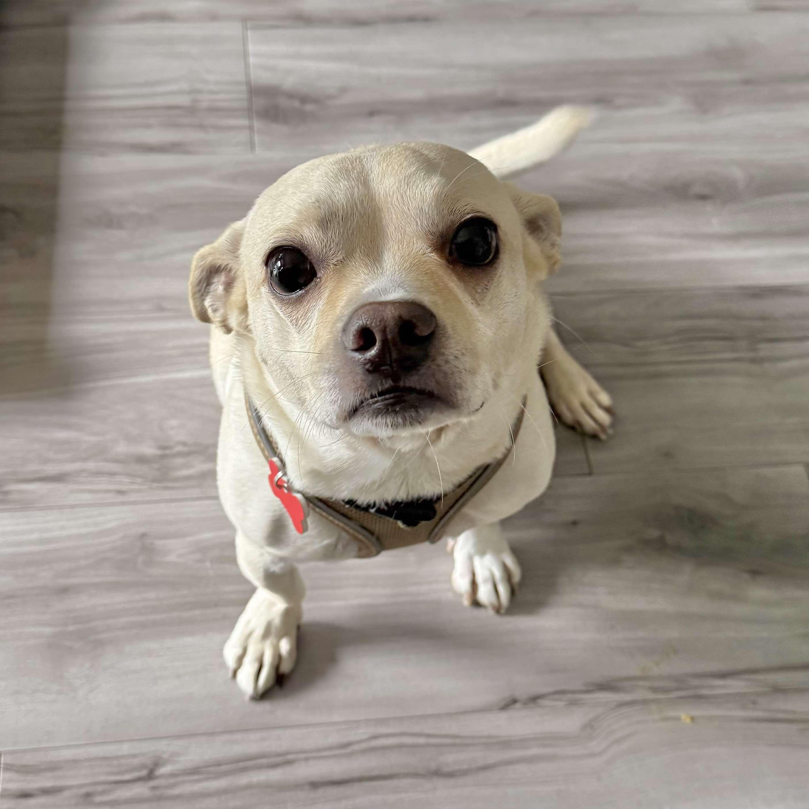 Dog for adoption - Prince, a Chihuahua & Corgi Mix in Boulder, CO ...
