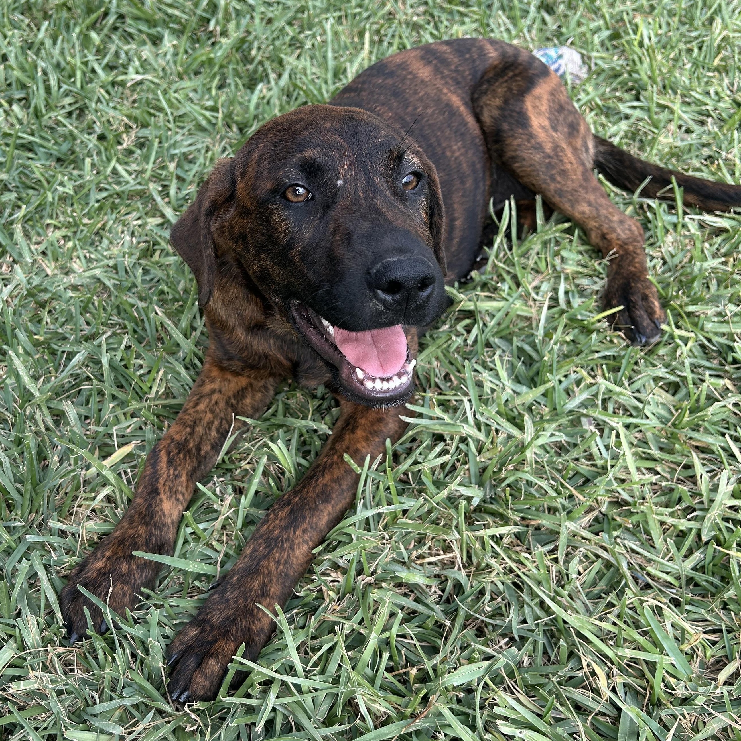 Dog for adoption - Tilly, a Plott Hound in Pittsburgh, PA | Petfinder