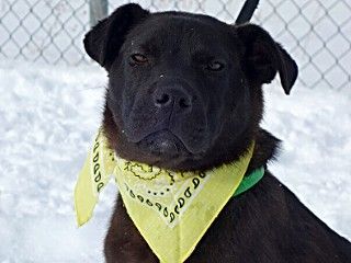 Dog for adoption - Astro, a Labrador Retriever & Pit Bull Terrier Mix ...