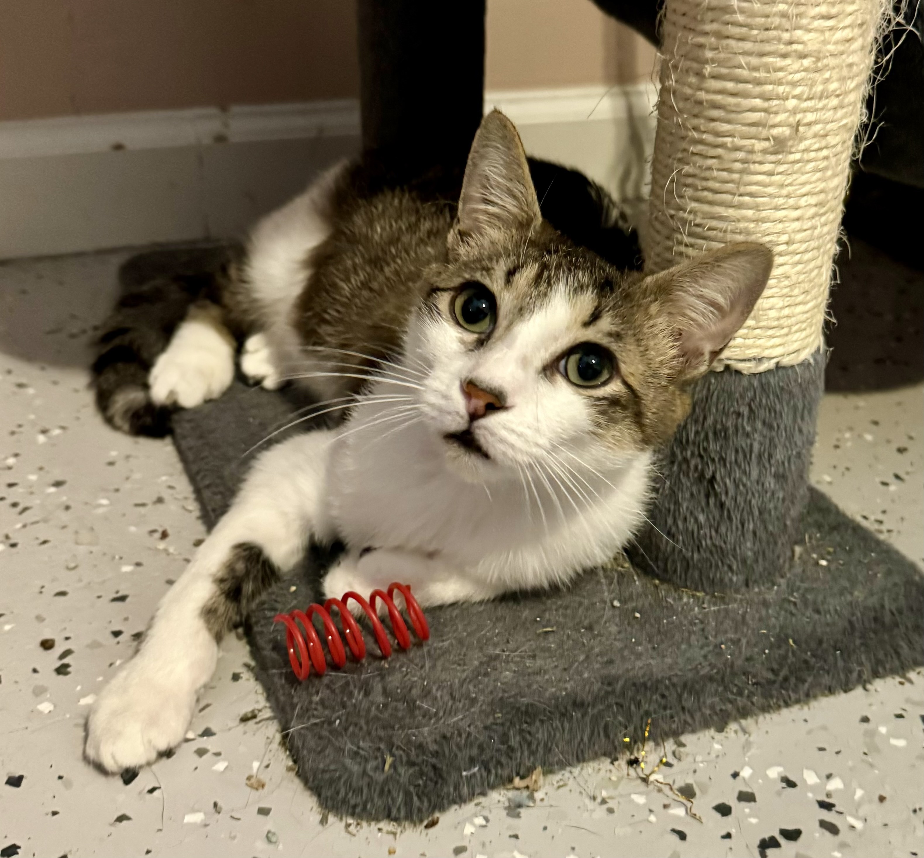 Cat for adoption - Stuart Little, a Domestic Short Hair in Jacksonville ...
