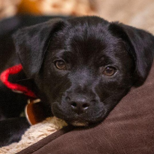 Dog for adoption - Gunner Fifth, a Black Labrador Retriever & Pit Bull ...