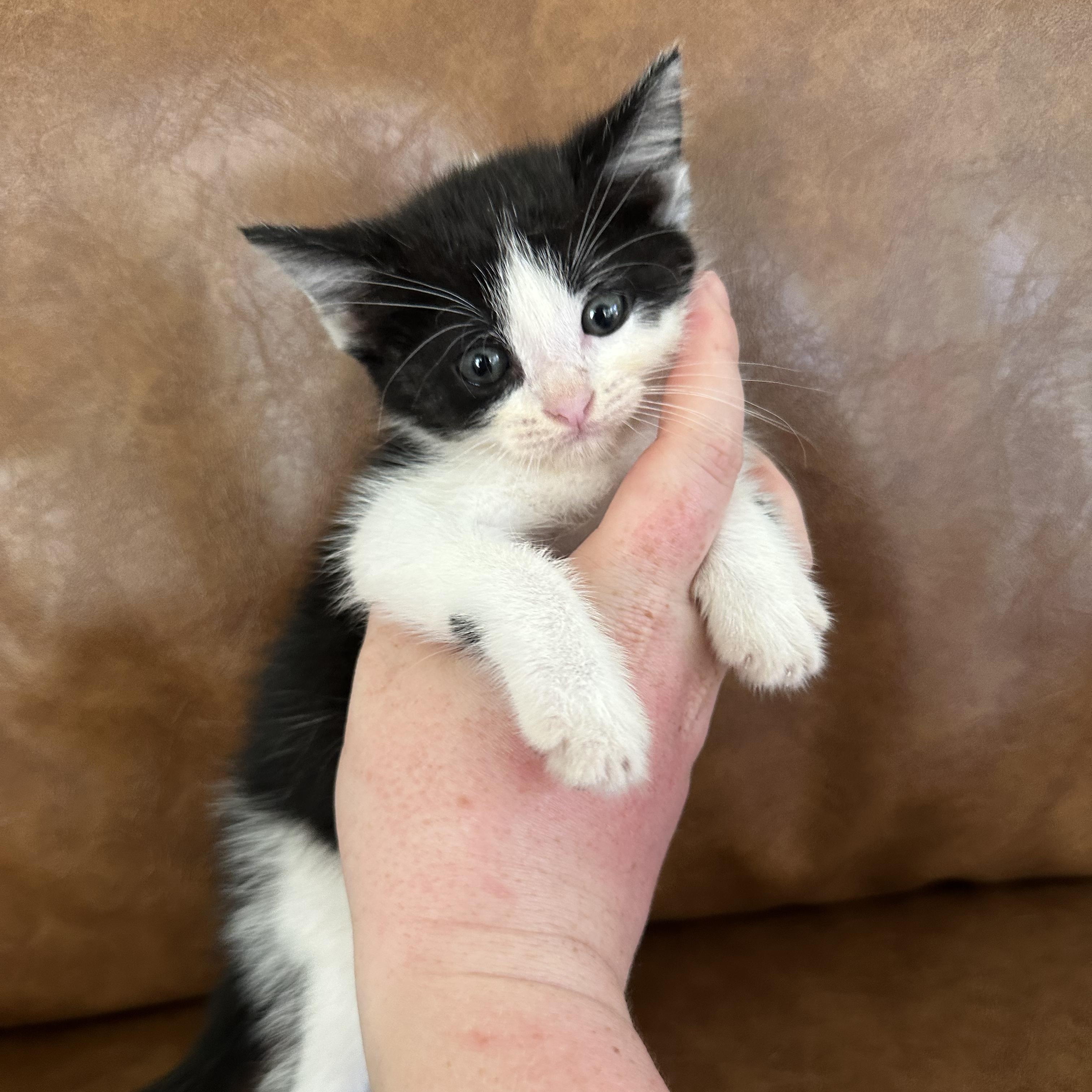 Cat for adoption - Nick, a Domestic Medium Hair Mix in South Amboy, NJ ...