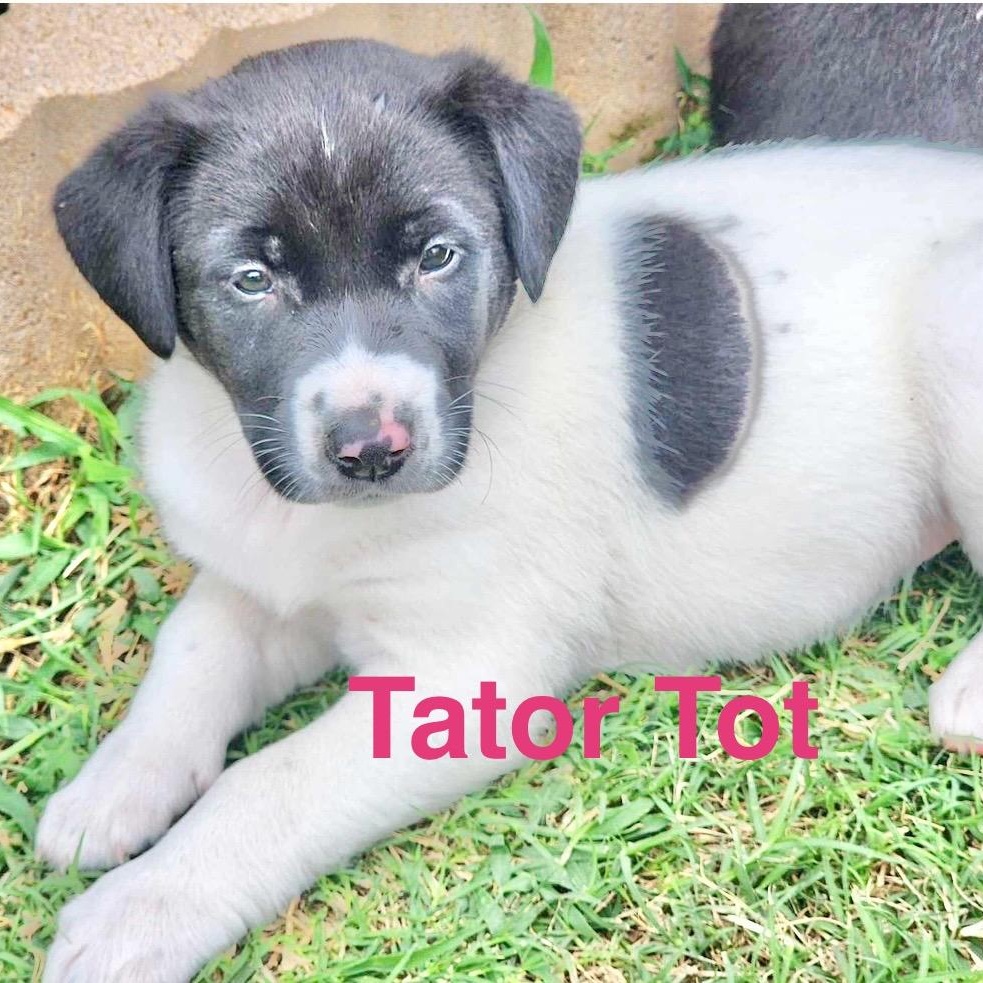 Dog for adoption - Tator Tot, a Border Collie & Border Terrier Mix in Indianapolis, IN | Petfinder
