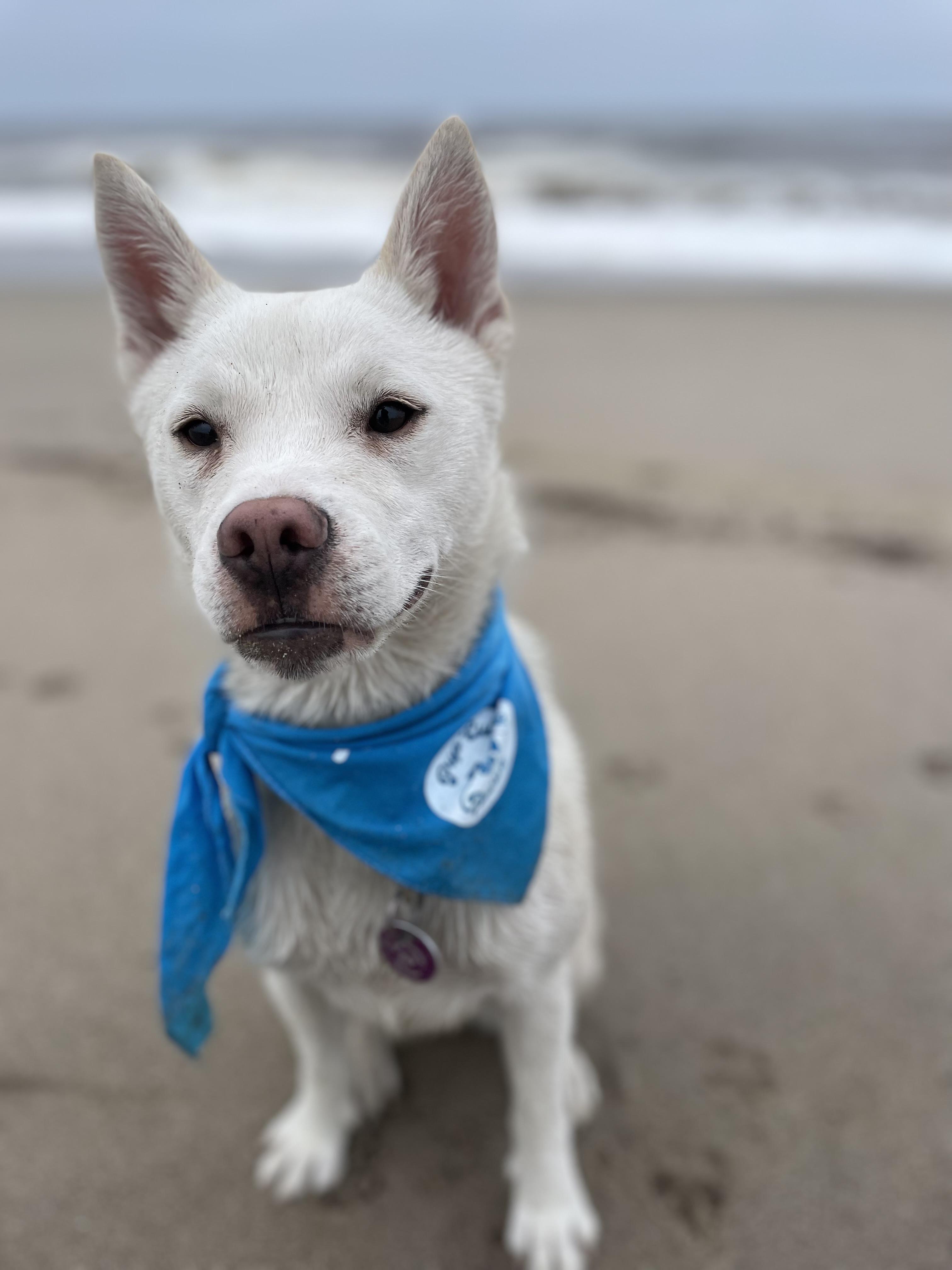 Dog for adoption - Goji, a Labrador Retriever & Jindo Mix in Wrightwood ...