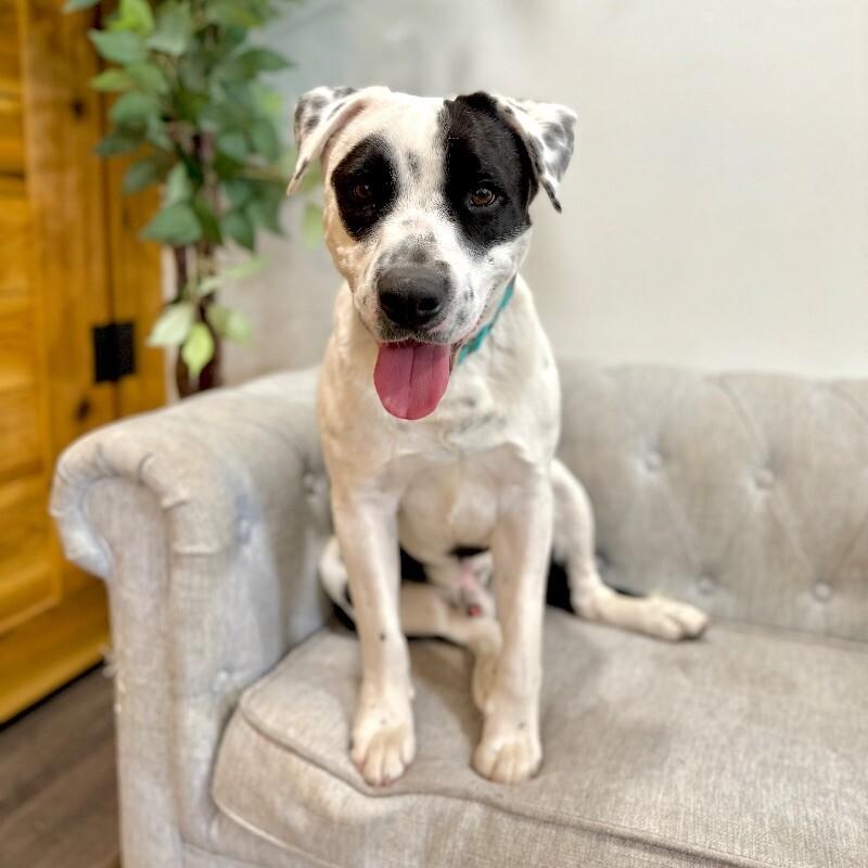 Dog for adoption - Courage the Silliest Cuddlebug, a Pointer & Labrador ...