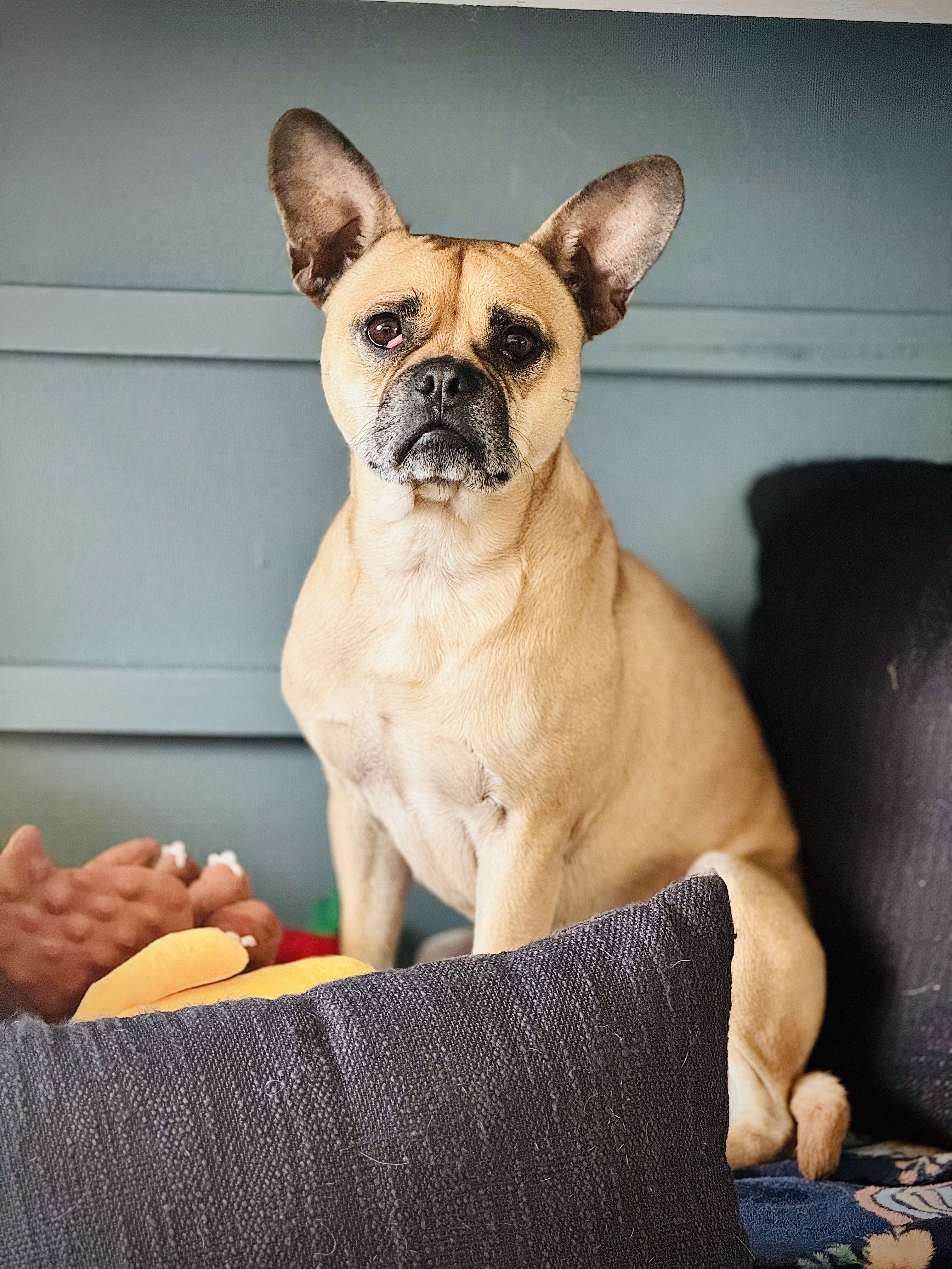 Dog for adoption - Carlos, a Pug Mix in De Pere, WI | Petfinder
