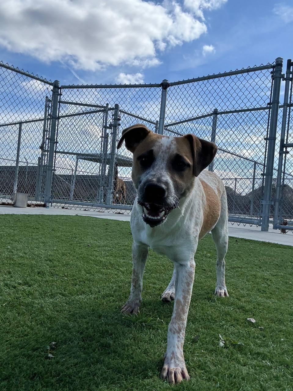 Dog for adoption - TITAN (Available February 19, 2025), an American ...