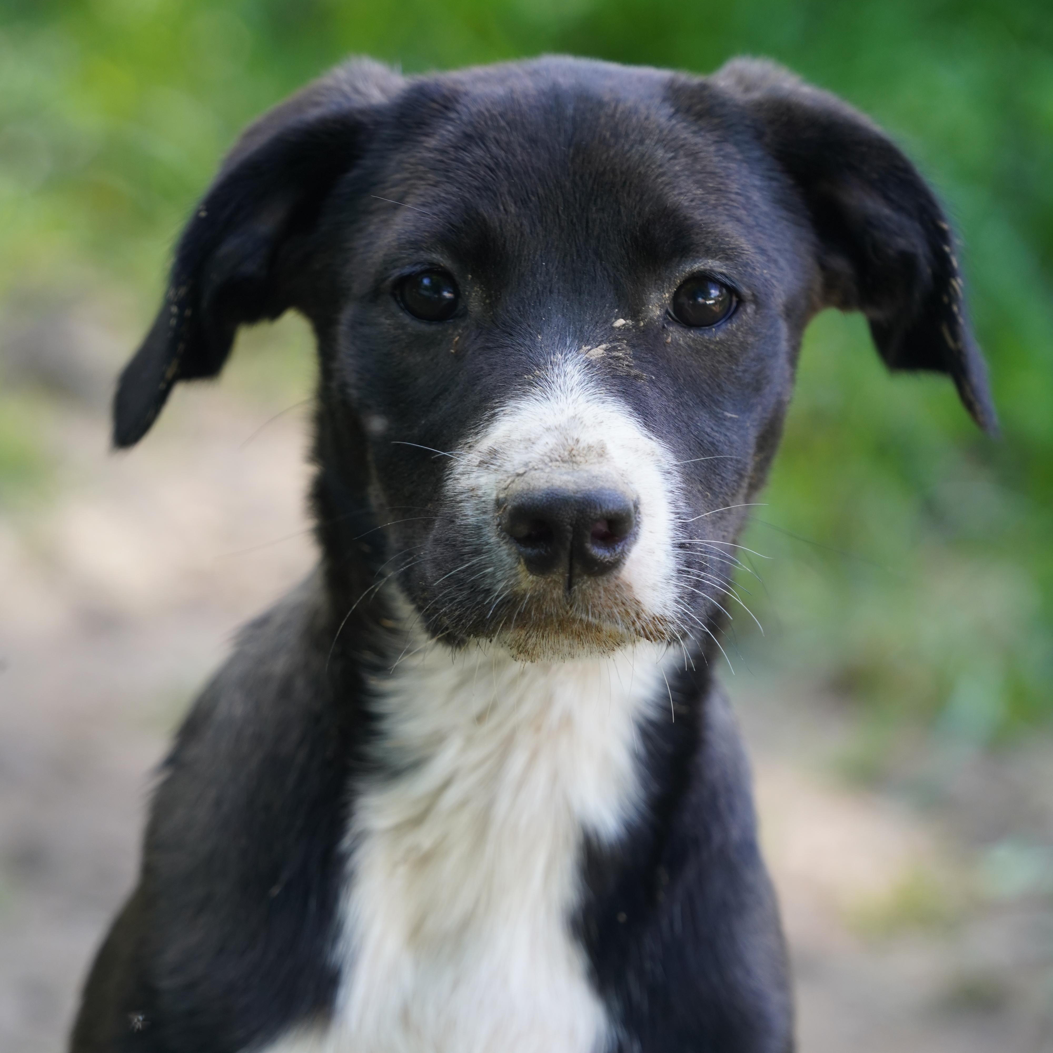 Dog for adoption - Reece-Available! www.lhar.dog to apply!, a Hound ...